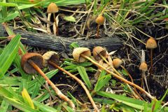 Psilocybe mexicana - PsychonautWiki
