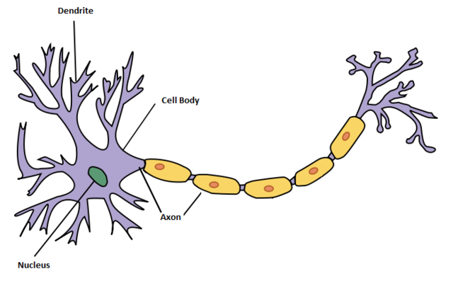 Neuron - PsychonautWiki